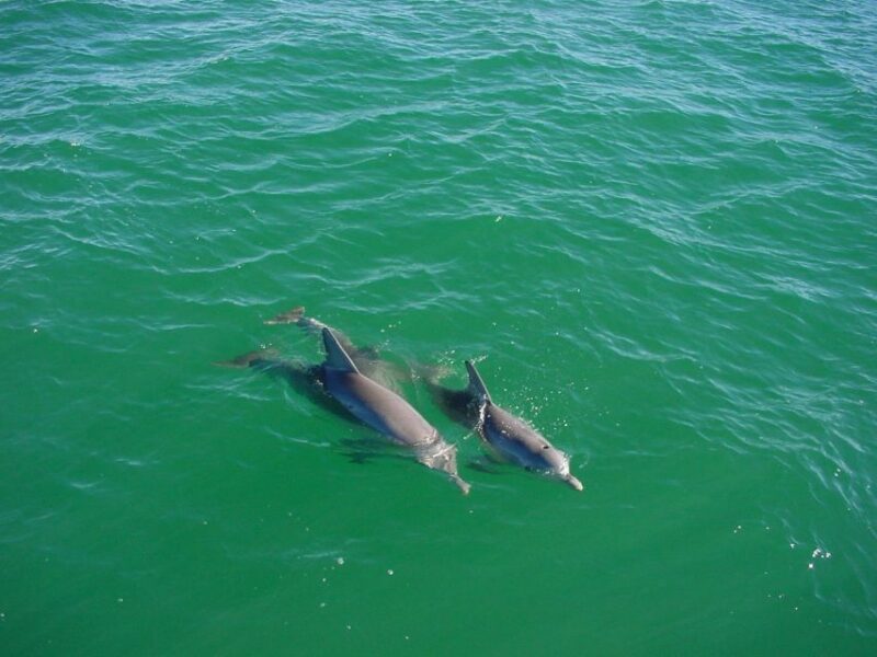 Vrsar: Dolphin Watching Boat Tour including Drinks - The Experience: Pros and Cons