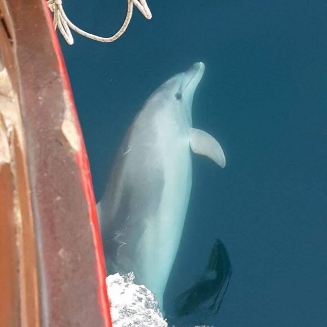Vrsar: Dolphin Watching Boat Tour including Drinks - Exploring the Dolphin Watching Boat Tour in Vrsar: A Nature Lover’s Delight