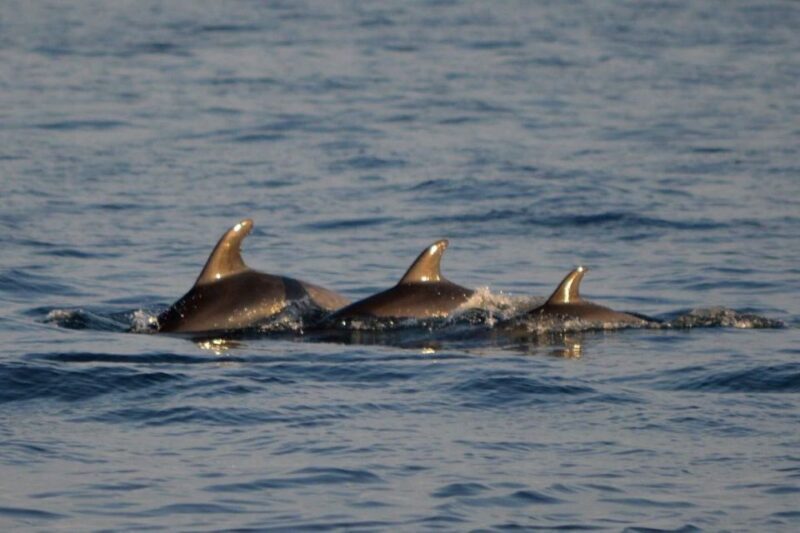 Vrsar: Dolphin Watching Boat Tour including Drinks - A Closer Look at the Vrsar Dolphin Watching Experience