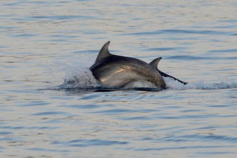 Vrsar: Dolphin Watching Boat Tour including Drinks - Final Thoughts: Is This Tour For You?