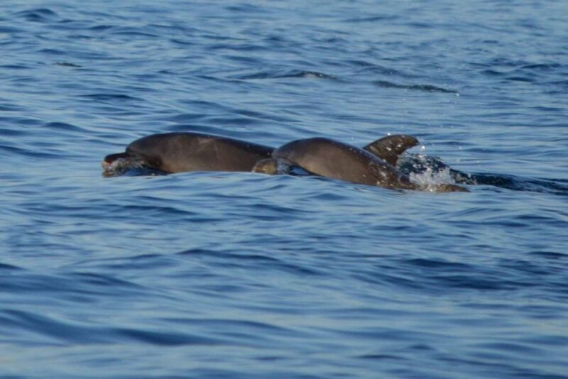 Vrsar: Dolphin Watching Boat Tour including Drinks - FAQ
