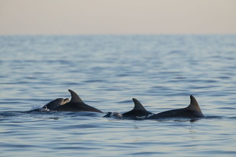 Vrsar: Dolphin-Watching Sunset Adventure with Speedboat - Who Will Love This Tour?
