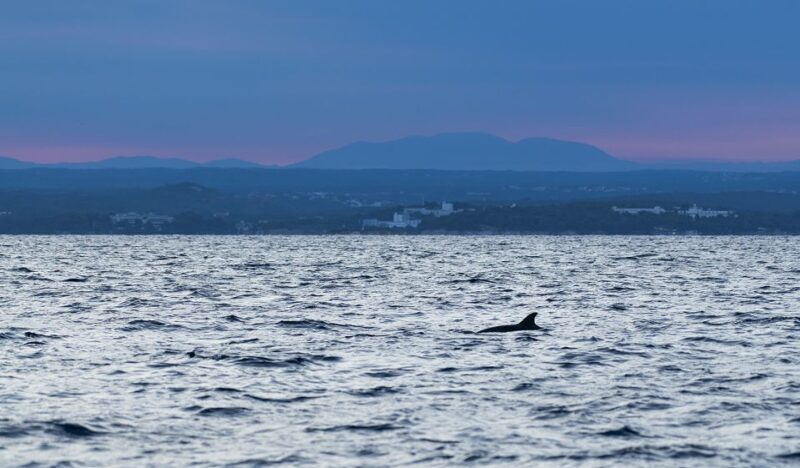 Vrsar: Dolphin-Watching Sunset Adventure with Speedboat - Final Word