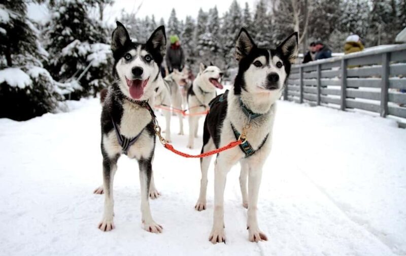 Vuokatti: Husky Sled Ride with Hot Berry Juice & Biscuits - Starting Point at Vuokatti Husky Kennel