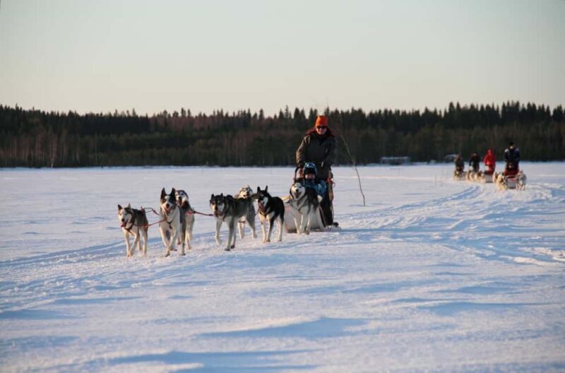 Vuokatti: Husky Sled Ride with Hot Berry Juice & Biscuits - The 3-Kilometer Husky Sled Ride