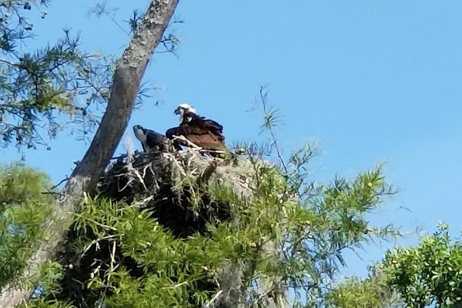 Waccamaw River Nature and Wildlife Tour - Introducing the Waccamaw River Nature and Wildlife Tour: A Genuine Look