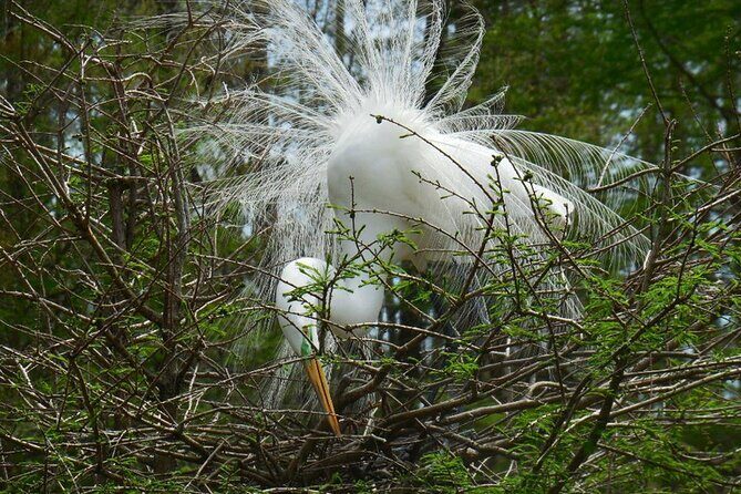 Waccamaw River Nature and Wildlife Tour - Final Thoughts