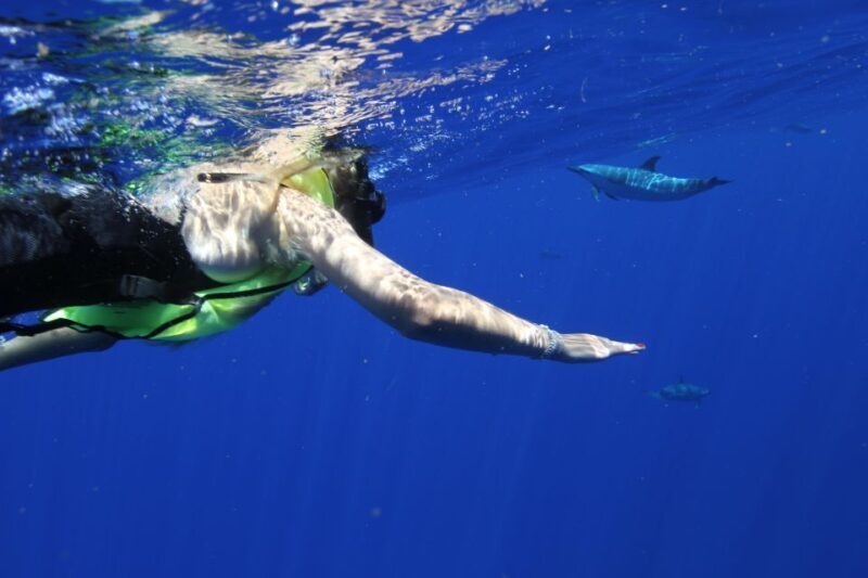 Waianae, Oahu: Swim with Dolphins (Semi-Private Boat Tour) - The Experience in Detail