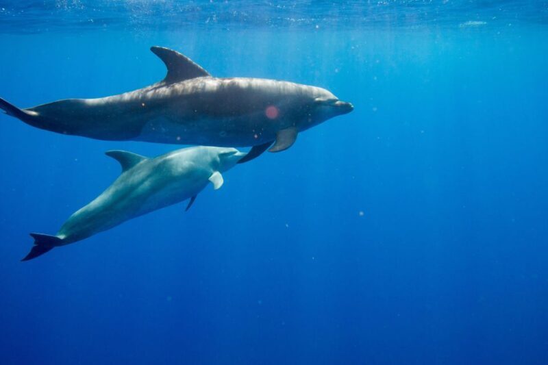 Waianae, Oahu: Swim with Dolphins (Semi-Private Boat Tour) - Who Will Love This Tour?