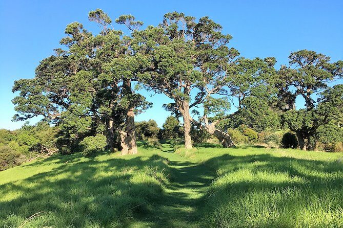 Waiheke Island Bush & Beach Walk - The Value of This Experience