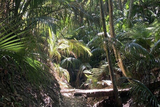 Waiheke Island Bush & Beach Walk - Who Is This Tour Best For?