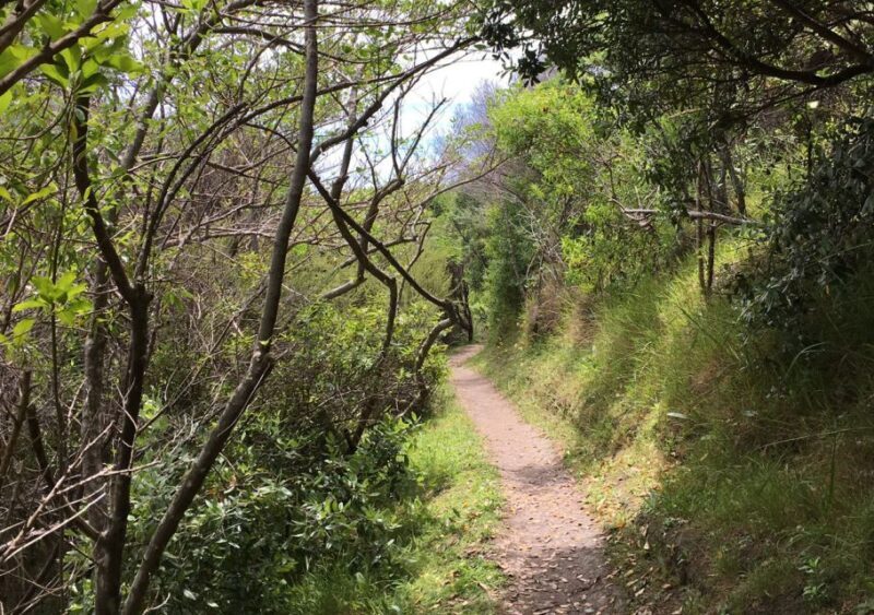 Waiheke Island: Double Headland Premium Guided Coastal Walk - Discover Waiheke Island’s Double Headland Premium Guided Coastal Walk