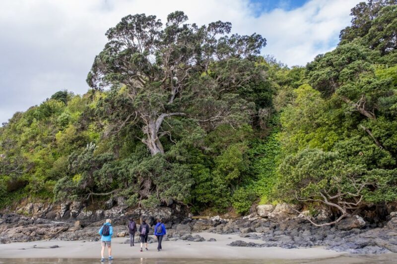 Waiheke Island: Forest and Beach Premium Guided Walk - Authenticity and Local Knowledge
