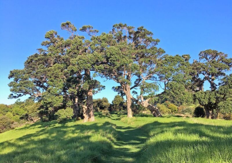 Waiheke Island: Forest and Beach Premium Guided Walk - Who Will Love This Tour?