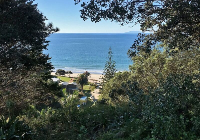 Waiheke Island: Forest and Beach Premium Guided Walk - The Sum Up