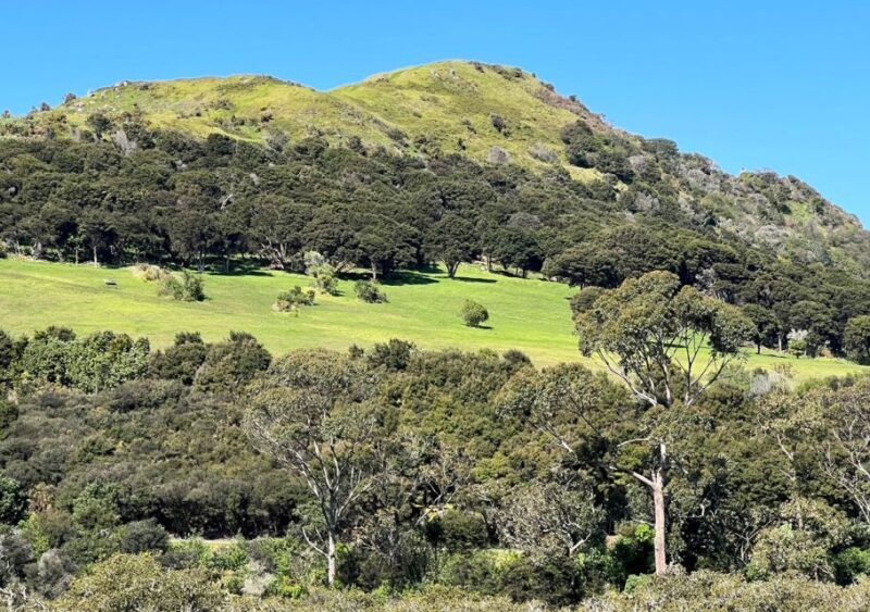 Waiheke Island: Full Day Guided History and Heritage Tour - Exploring Mori Culture: Carving, Tattooing, and Language