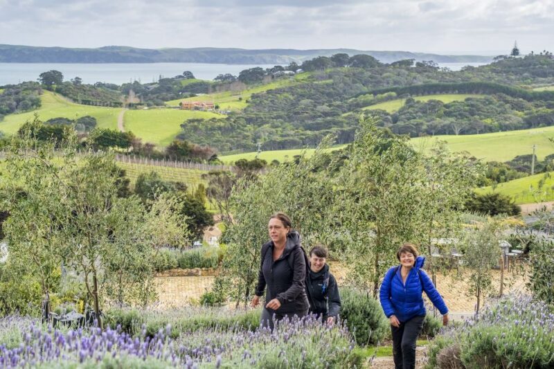 Waiheke Island: Premium Vineyard, Wine Tasting and Bush Walk - Who Should Consider This Tour?