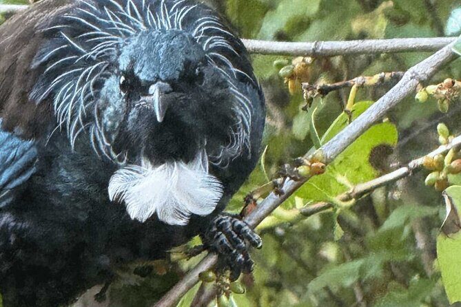 Waiheke Island Private Birding Tour - An In-Depth Look at the Waiheke Island Birding Experience