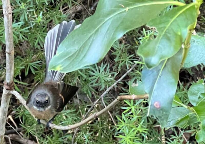 Waiheke Island: Private Birding Tour | Terra & Tide - An Authentic Birding Experience on Waiheke Island