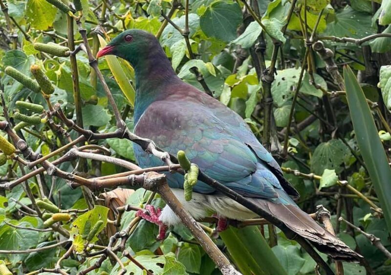 Waiheke Island: Private Birding Tour | Terra & Tide - Final Thoughts