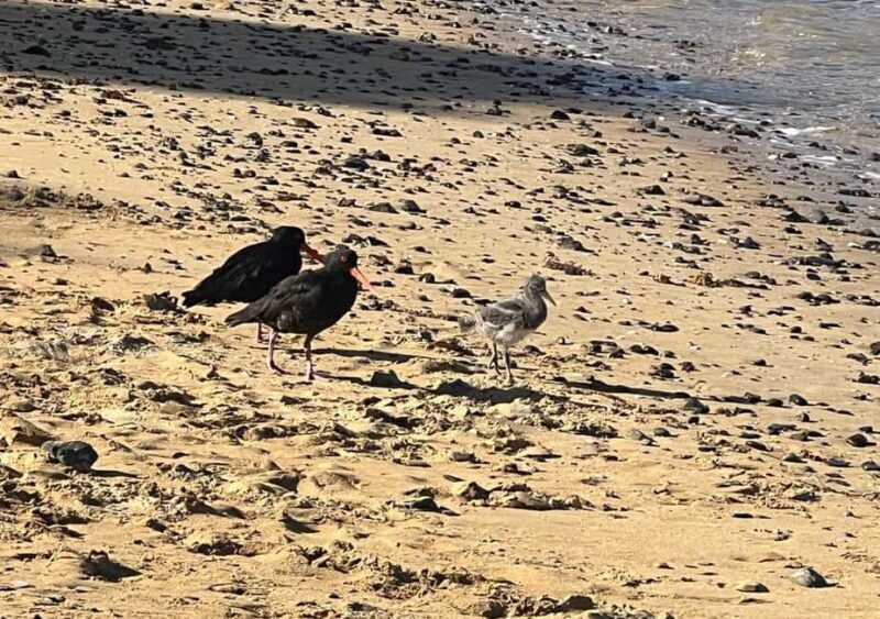 Waiheke Island: Private Birding Tour | Terra & Tide - FAQ