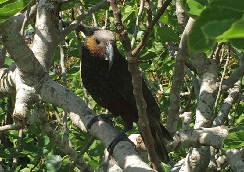 Waiheke Island: Private Guided Te Ara Hura 5-Day Walk - Key Points
