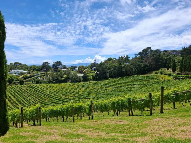 Waiheke Island: Sip and Savor 3 Vineyards Tour with Lunch - Transport, Duration, and Price