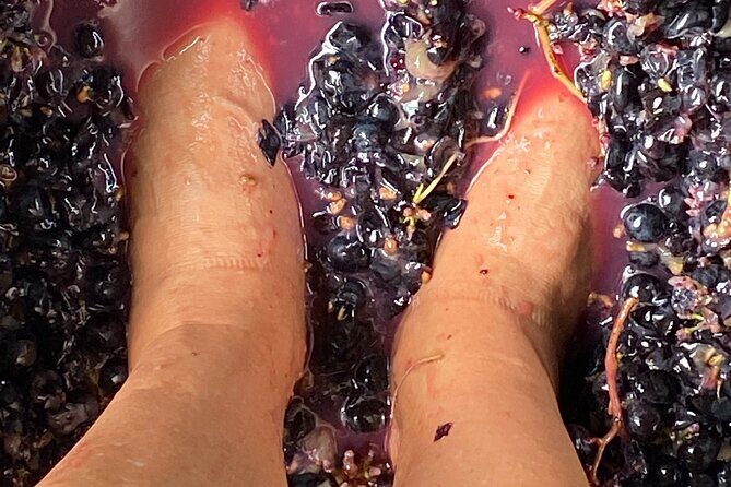 Waiheke Island: Sip & Savour Tour - Practical FAQs