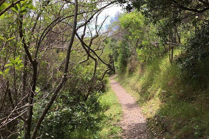 Waiheke Island Vineyards and Bush Walk - What Travelers Say: Authentic Feedback