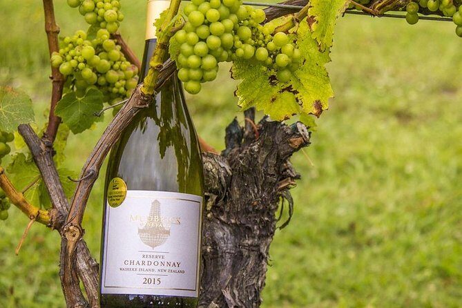 Waiheke Island Vineyards and Bush Walk - The Sum Up: Is It Worth It?