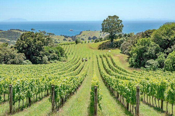 Waiheke Island Wine Tasting Afternoon/Sundowner Trip - Final Thoughts
