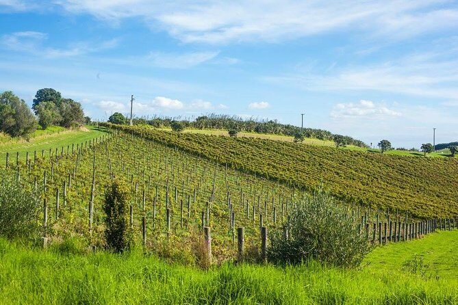 Waiheke island wine tours with Waitiki Tours - Valuing the Experience