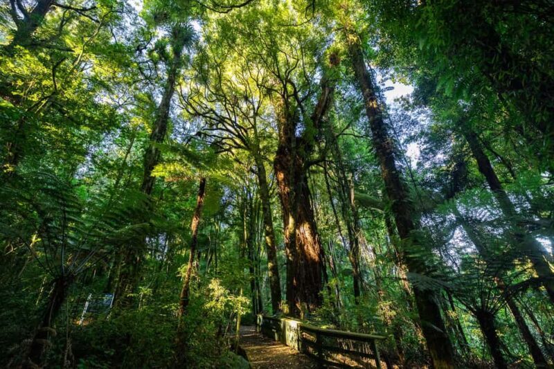 Waikato: Ancient Forest Guided Tour - Key Points