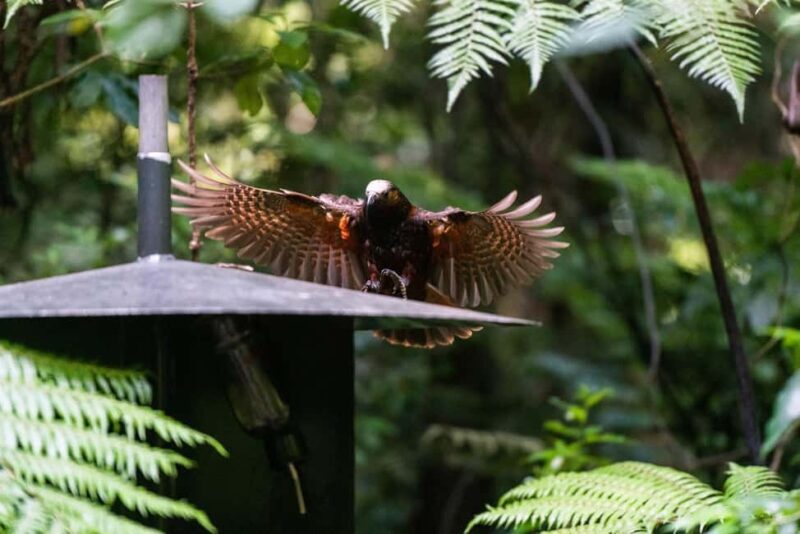 Waikato: Ancient Forest Guided Tour - A Closer Look at the Experience