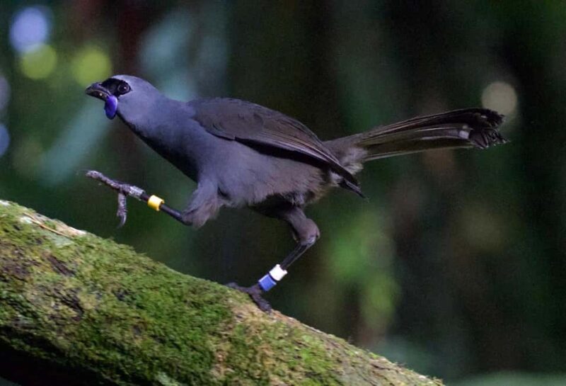 Waikato: Ancient Forest Guided Tour - Final Thoughts