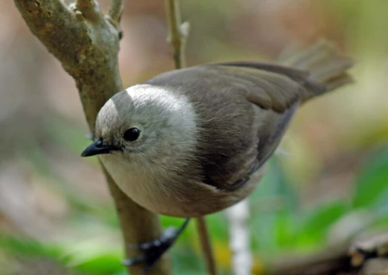 Waikato: Ancient Forest Guided Tour - FAQ