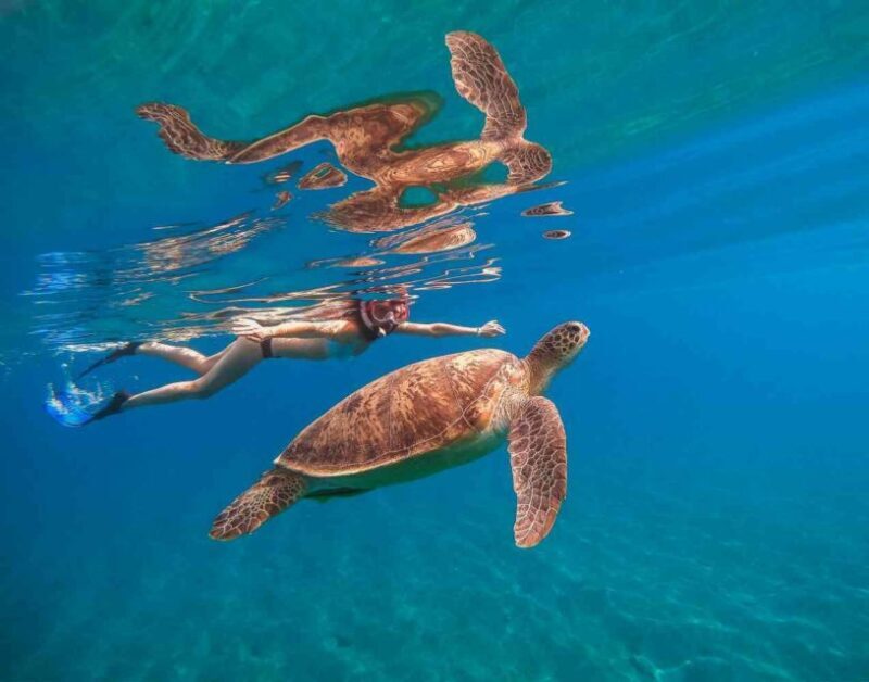 Waikiki: 5-in-1 Turtle Snorkeling Trip with Transfer - FAQ