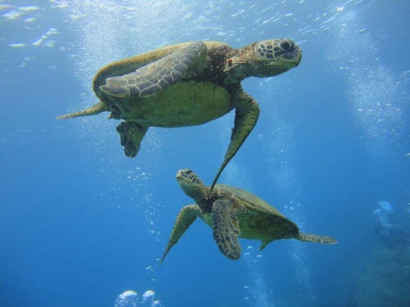 Waikiki: AM Paradise Honu Snorkeling - What Makes This Snorkeling Tour Stand Out