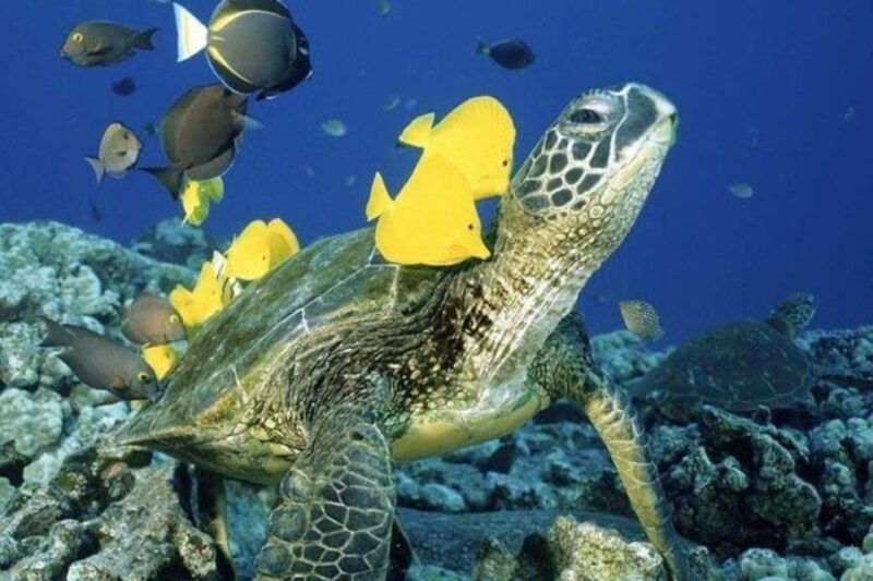 Waikiki Beach: Turtle Snorkeling and Sailing on Hwea - What Reviews Tell Us