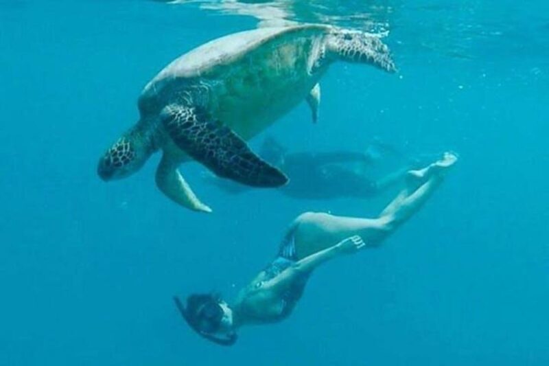 Waikiki Beach: Turtle Snorkeling and Sailing on Hwea - Practical Details & Tips