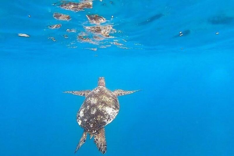 Waikiki Beach: Turtle Snorkeling and Sailing on Hwea - Frequently Asked Questions (FAQs)