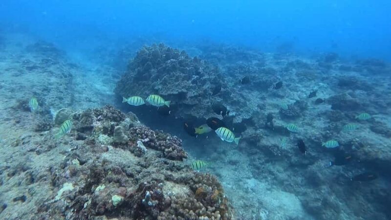 Waikiki: Honolulu Beginner Scuba Diving with Videos - Key Points