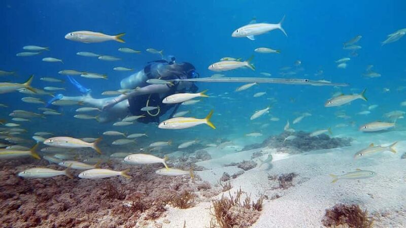 Waikiki: Honolulu Beginner Scuba Diving with Videos - What Past Participants Say