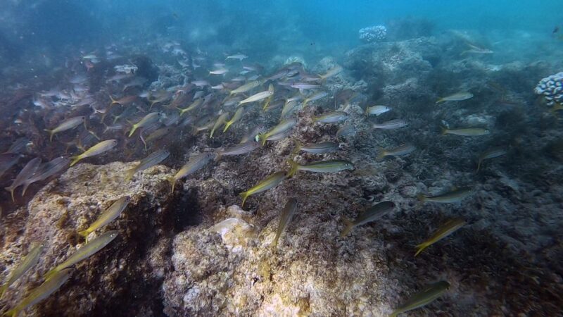 Waikiki: Honolulu Beginner Scuba Diving with Videos - Discover the Underwater World of Honolulu with Beginner Scuba in Waikiki