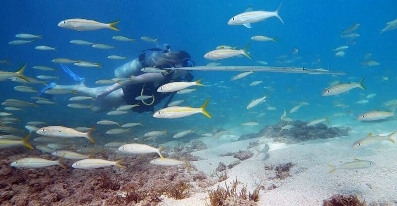 Waikiki: Honolulu Beginner Scuba Diving with Videos - What Makes This Tour Stand Out?