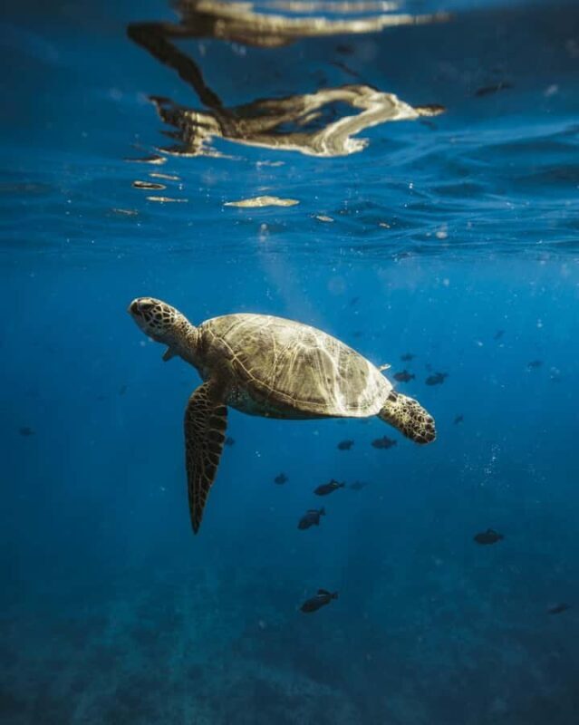Waikiki: Sea Turtle Snorkeling Boat Tour (6 People Max) - Key Points