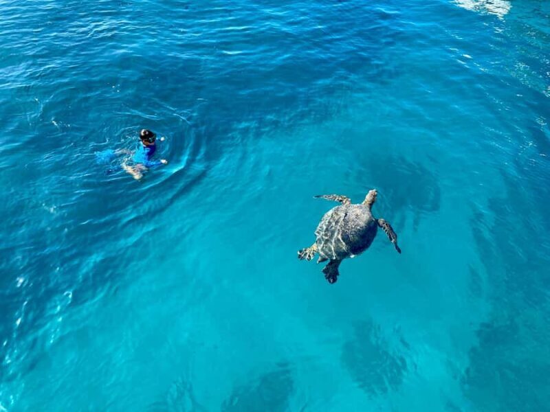 Waikiki: Sea Turtle Snorkeling Boat Tour (6 People Max) - An Up-Close Look at the Tour Experience