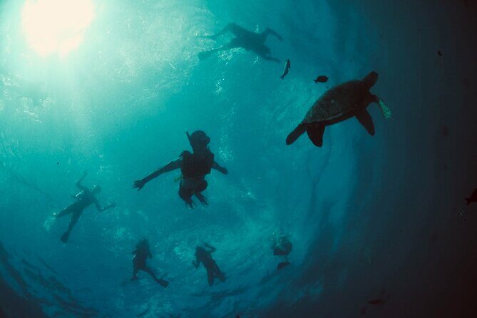 Waikiki Snorkel Tour - An In-Depth Look at the Waikiki Snorkel Tour Experience