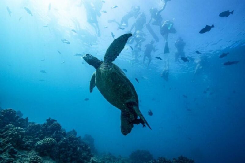 Waikiki: Snorkel Tour with Hawaiian Green Sea Turtles - An In-Depth Look at the Tour