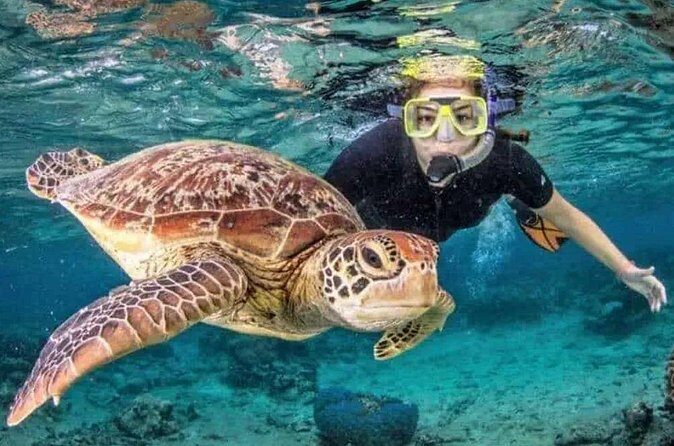 Waikiki Turtle Canyon Snorkeling and Swim Tour - Pricing and Value